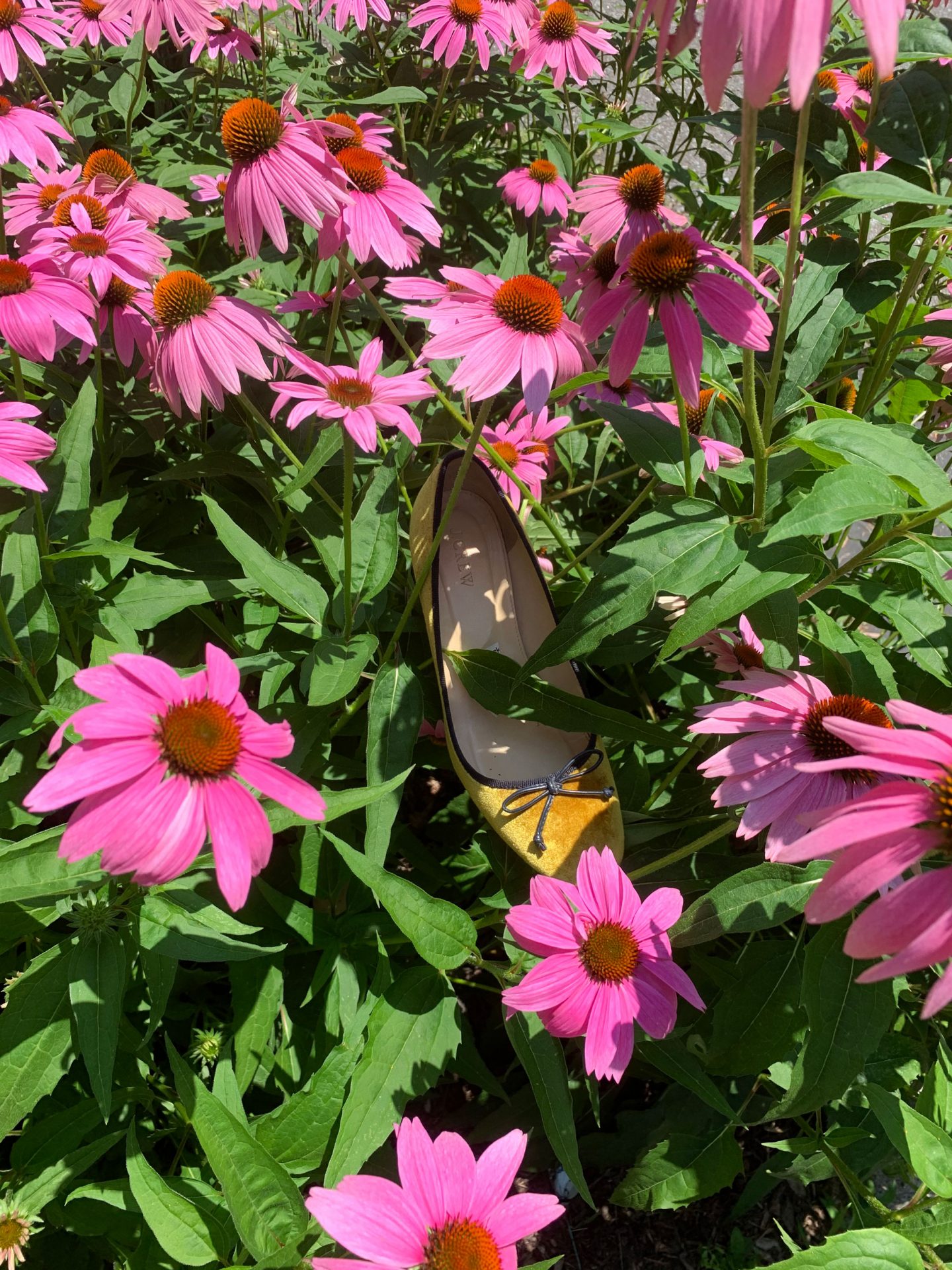 The High-Heeled Gardener | The Magic of Mass Plantings – Annapolis Home ...
