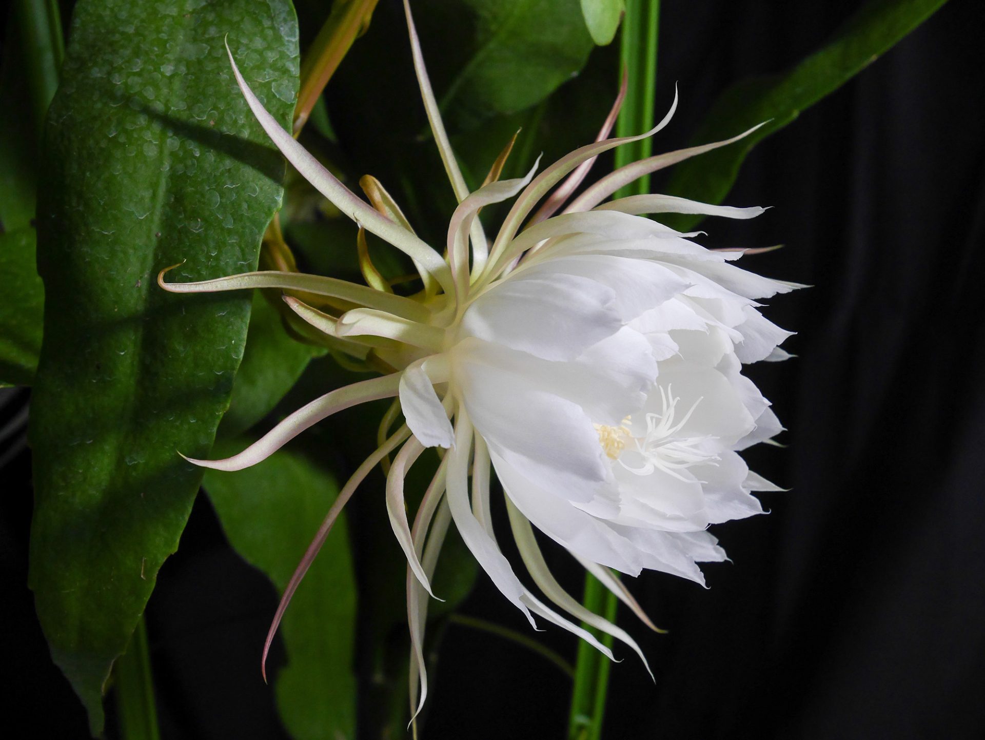 The High-Heeled Gardener | Midnight Blossoms – Annapolis Home Magazine