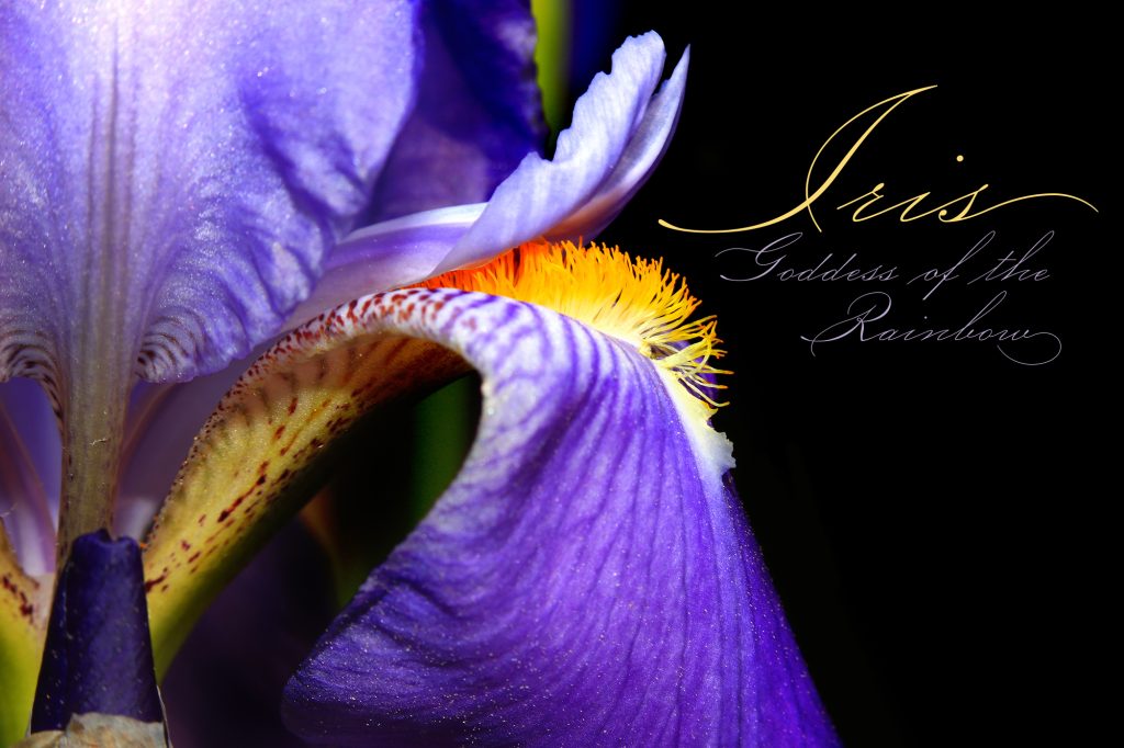 The High-Heeled Gardener | Iris: Goddess of the Rainbow – Annapolis ...