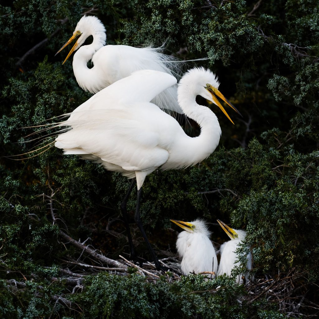 Bay Stories: Jay Fleming, Photographer with a Cause – Annapolis Home ...
